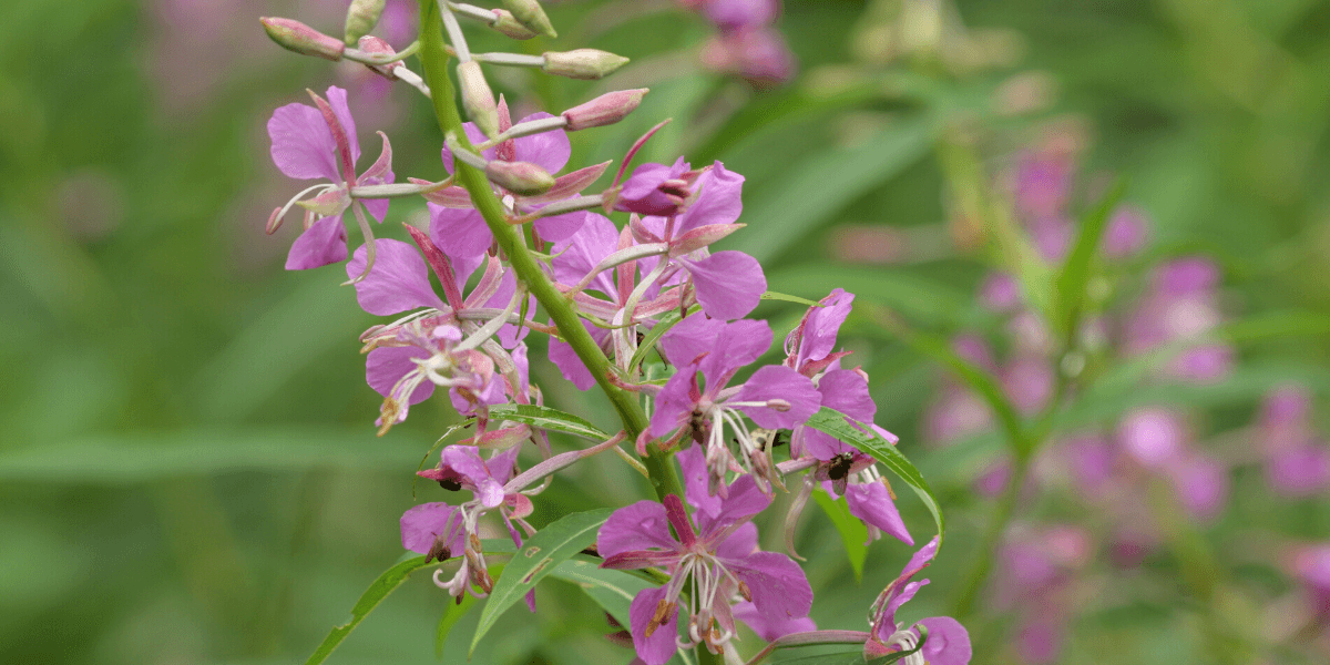 Morsomme fakta om spiselige ville vekster - Matjungelen Nyheter